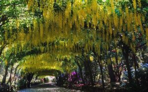 13 Enchanting Tree Tunnels You Need To Take A Walk Through