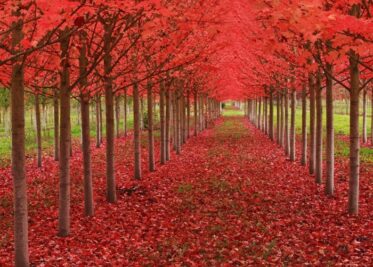 13 Enchanting Tree Tunnels You Need To Take A Walk Through
