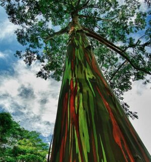 12 Of The Most Beautiful Trees Around the World