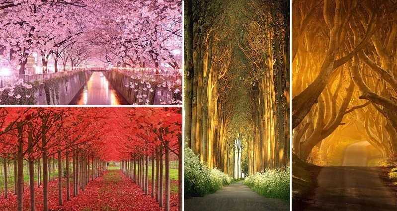 13 Enchanting Tree Tunnels You Need To Take A Walk Through