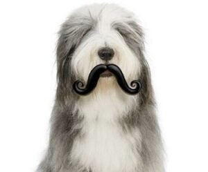 Mustache Dog Toy