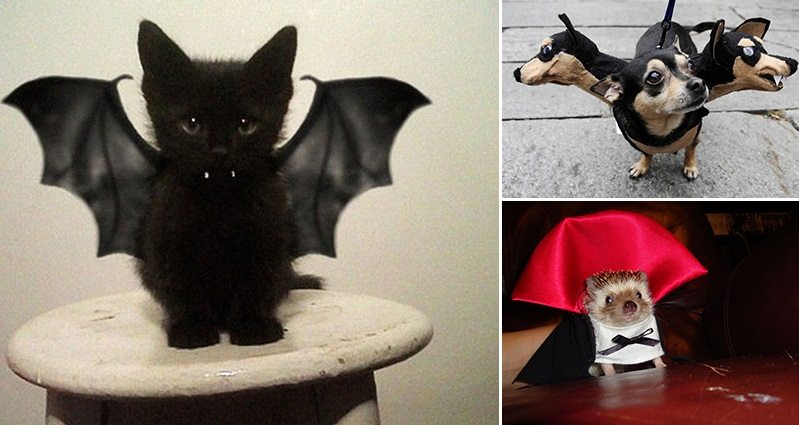 Awesome Halloween Costumes For Pets