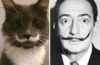 20 Cats That Freakishly Resemble Other Things