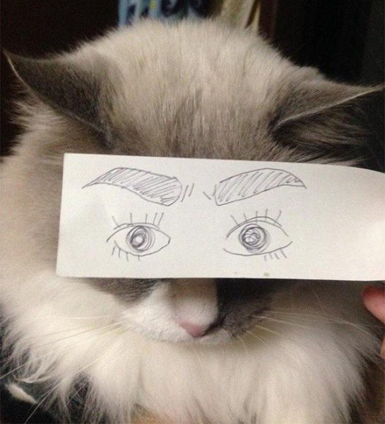 23 Photos Of Cats With Funny Anime Eyes