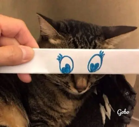23 Photos Of Cats With Funny Anime Eyes