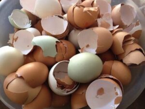 14 Creative Ways To Re-use Kitchen Waste You've Probably Not Thought Of ...
