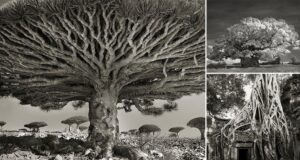 Ancient Trees Around The World Photographed Over A 14 Year Period