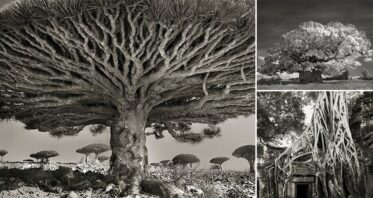 Ancient Trees Around The World Photographed Over A 14 Year Period