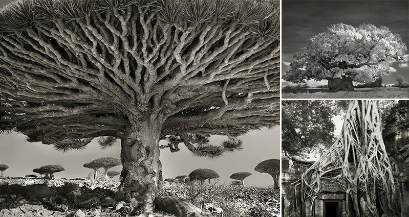 Ancient Trees Around The World Photographed Over A 14 Year Period