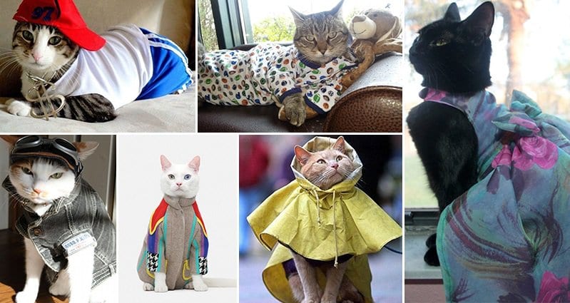 These 15 Cats Are So Stylish They Will Make You Look Bad