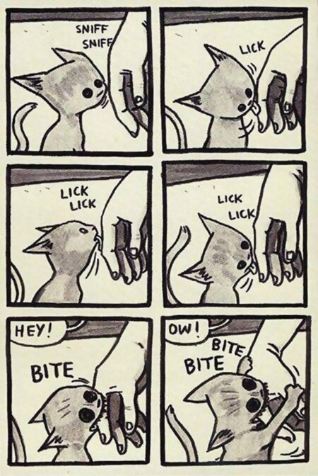 19 Hilarious Examples Of Cat Logic