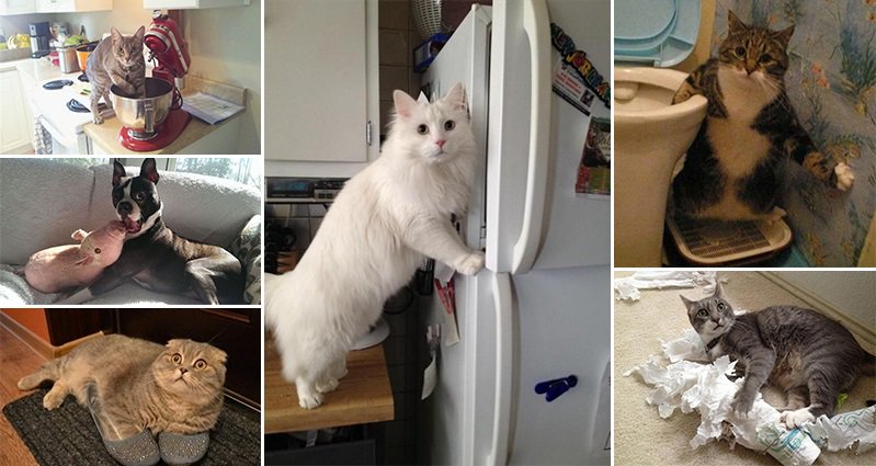 15 Hilariously Guilty Pets Caught In The Act
