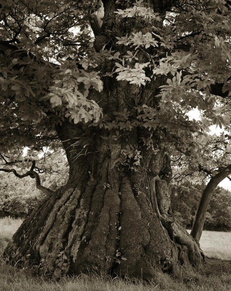 Ancient Trees Around The World Photographed Over A 14 Year Period