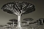 Ancient Trees Around The World Photographed Over A 14 Year Period