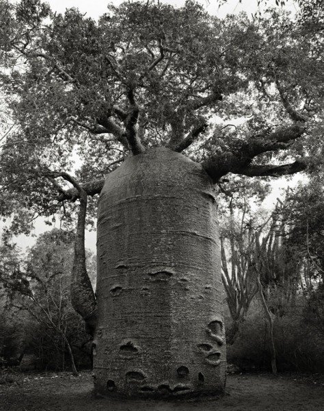 Ancient Trees Around The World Photographed Over A 14 Year Period