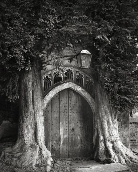 Ancient Trees Around The World Photographed Over A 14 Year Period