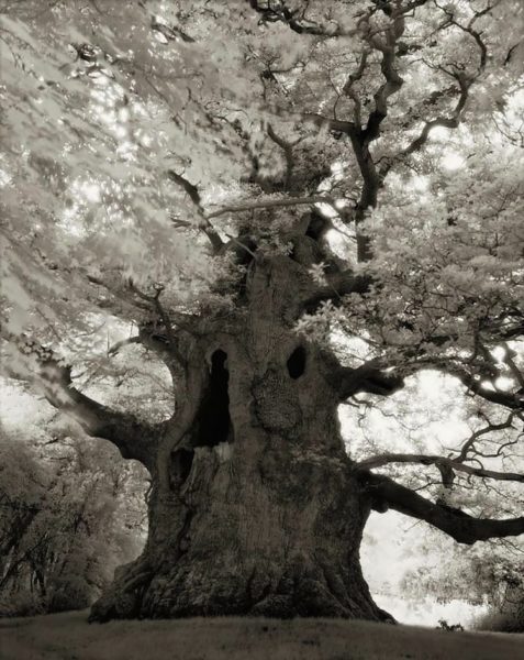 Ancient Trees Around The World Photographed Over A 14 Year Period