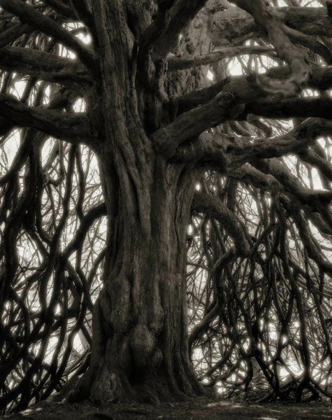 Ancient Trees Around The World Photographed Over A 14 Year Period