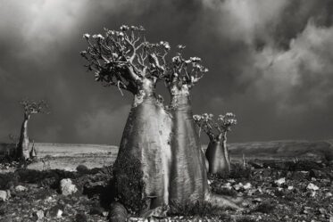 Ancient Trees Around The World Photographed Over A 14 Year Period
