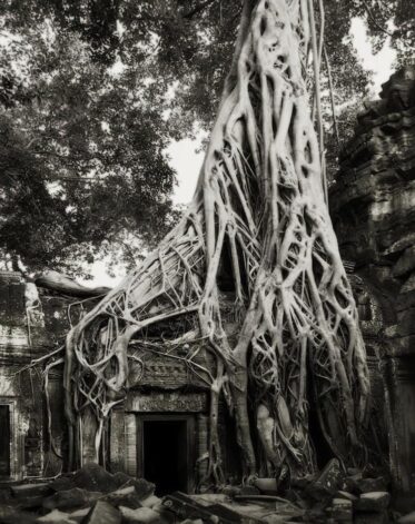 Ancient Trees Around The World Photographed Over A 14 Year Period