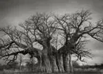 Ancient Trees Around The World Photographed Over A 14 Year Period