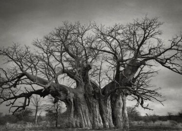 Ancient Trees Around The World Photographed Over A 14 Year Period