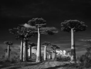 Ancient Trees Around The World Photographed Over A 14 Year Period