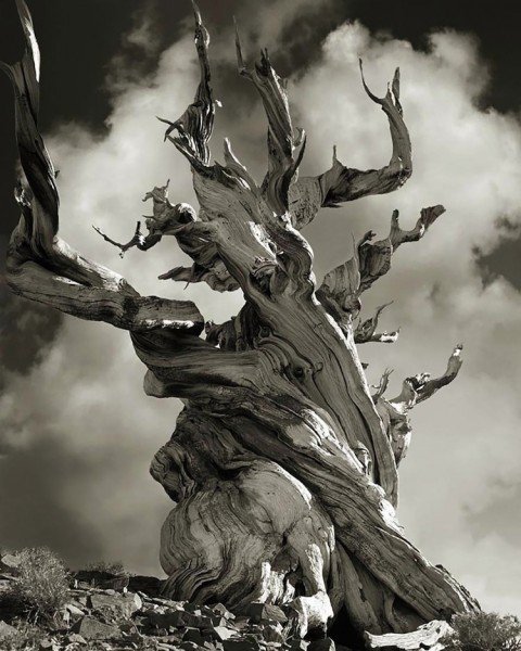 Ancient Trees Around The World Photographed Over A 14 Year Period