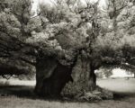 Ancient Trees Around The World Photographed Over A 14 Year Period