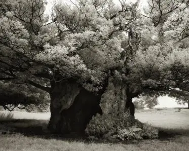 Ancient Trees Around The World Photographed Over A 14 Year Period