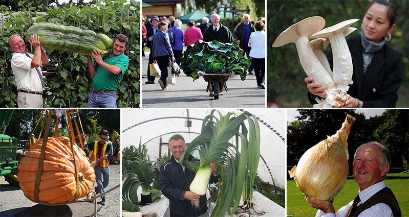 14 Giant Vegetables That Could Feed A Whole Army