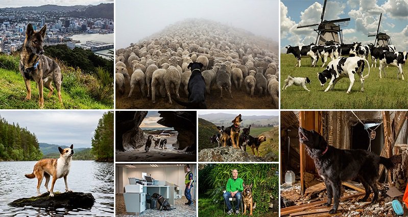 The World's Hardest Working Dogs Captured By Photographer Andrew Fladeboe