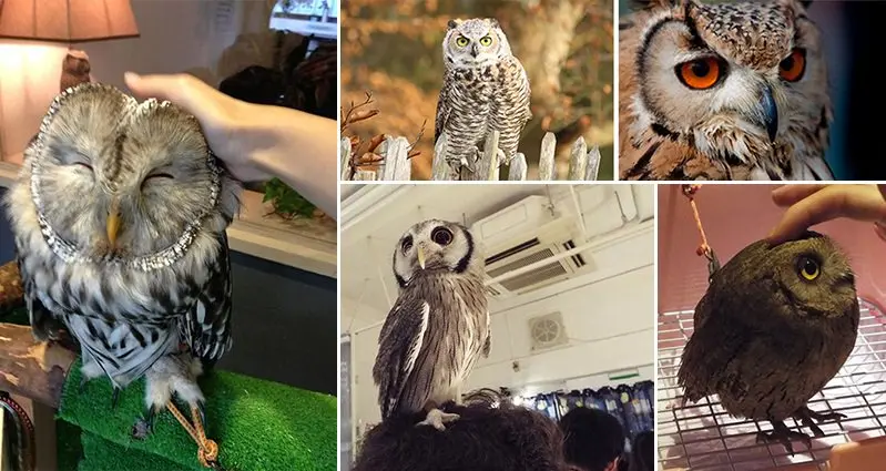 The Doors Of The New Owl Bar In London To Open Soon