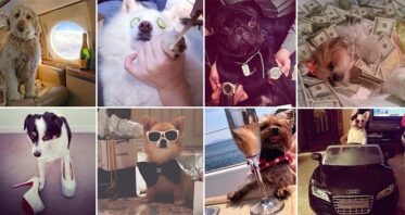 These Rich Dogs From Instagram Have A More Extravagant Lifestyle Than ...