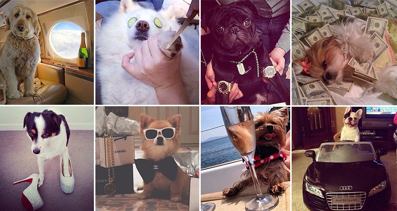 These Rich Dogs From Instagram Have A More Extravagant Lifestyle Than ...