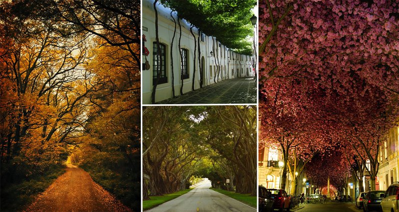 13 Streets Shaded By Beautiful Trees And Flowers - Part 2