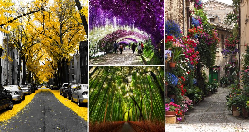 15 Streets Shaded By Beautiful Trees And Flowers - Part 1