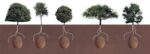 Turn Your Loved Ones Into Trees With These Organic Burial 'Pods'
