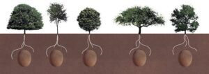 Turn Your Loved Ones Into Trees With These Organic Burial 'Pods'