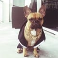 These Rich Dogs From Instagram Have A More Extravagant Lifestyle Than ...