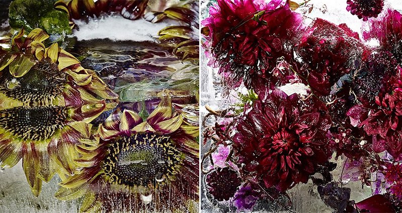 You Have To See This Awesome Frozen Flower Photo Series