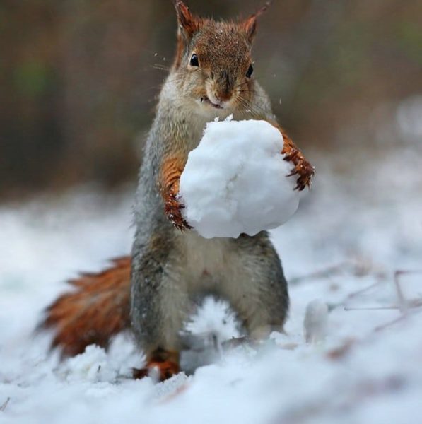 Photographer Vadim Trunov Takes The Cutest Pictures Of Squirrels You ...