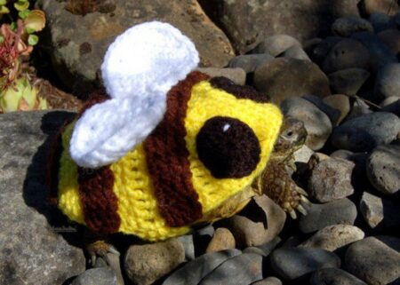 These Awesome Sweater Wearing Tortoises Are Just Too Cute