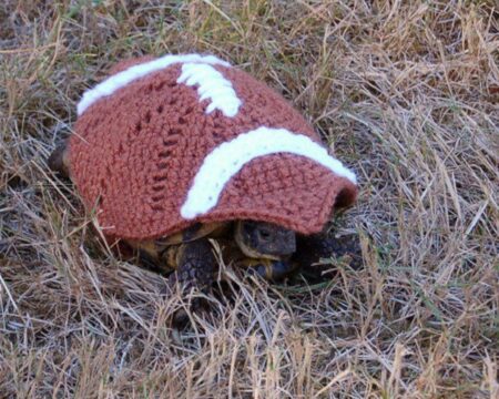 These Awesome Sweater Wearing Tortoises Are Just Too Cute