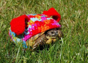 These Awesome Sweater Wearing Tortoises Are Just Too Cute