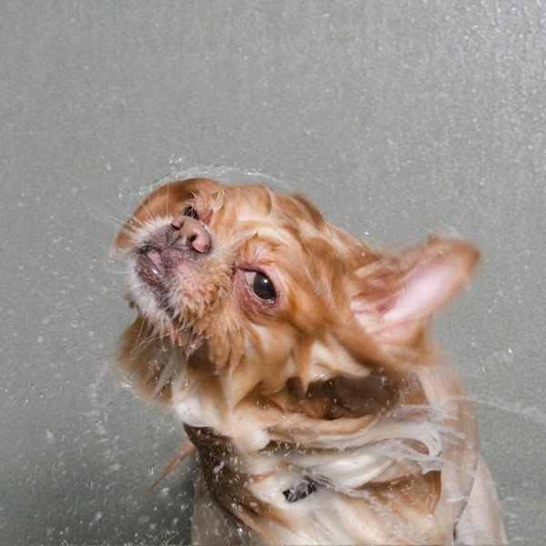 You Will Love Sophie Gamand's Adorable 'Wet Dog' Series Of Photos