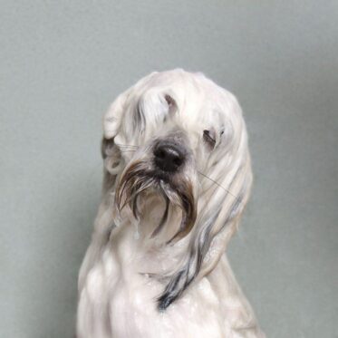 You Will Love Sophie Gamand's Adorable 'Wet Dog' Series Of Photos