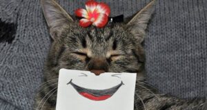 Cats With Funny Paper Expressions Is Fast Becoming The New Craze