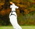 Disc Thrower Dog Toy