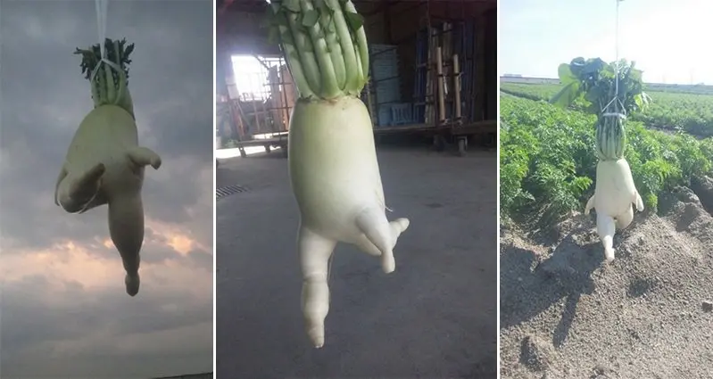 This Internet-Famous Running Radish Has Some Awesome Adventures